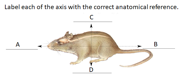 Solved Label each of the axis with the correct anatomical | Chegg.com