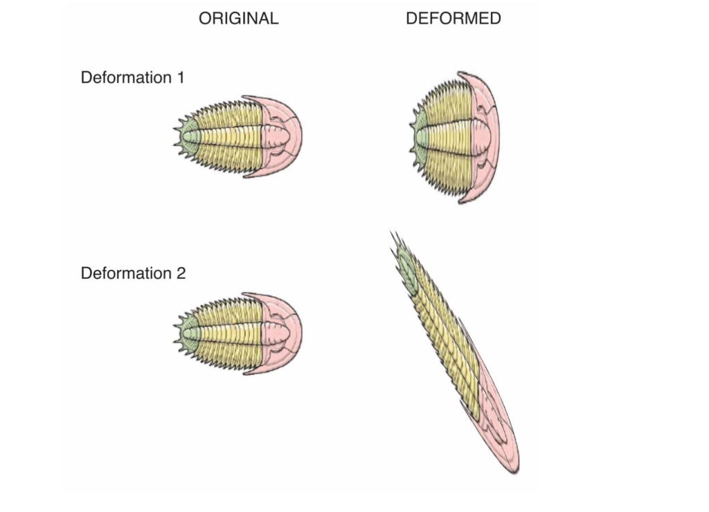 Original Deformed Deformation 1 Deformation 2