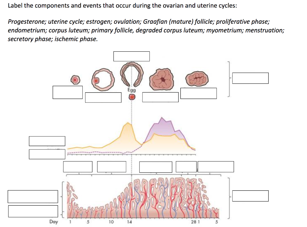Solved Label the components and events that occur during the | Chegg.com