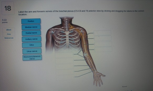Solved Label the arm and forearm nerves of the brachial | Chegg.com