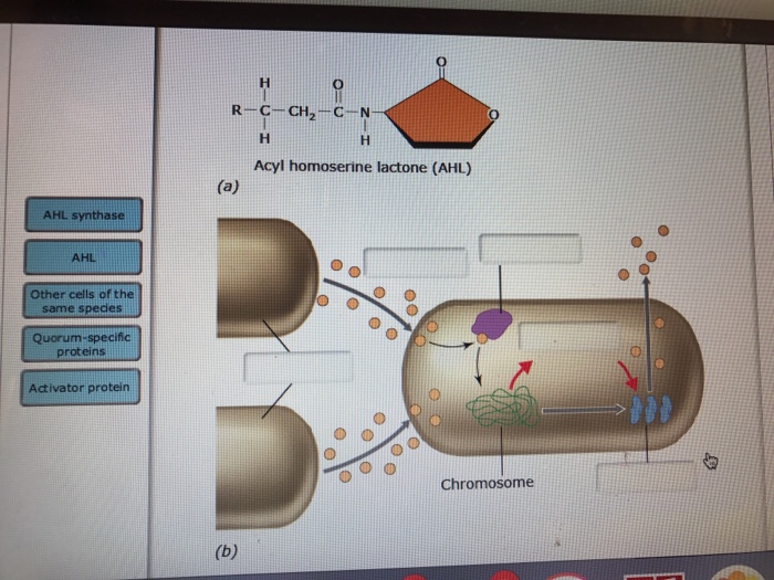 Solved Understanding the basics of quorum sensing is | Chegg.com