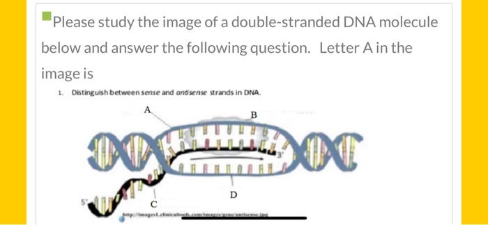 Solved Please study the image of a double-stranded DNA | Chegg.com