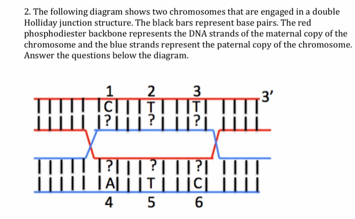 Solved 2. The following diagram shows two chromosomes that | Chegg.com