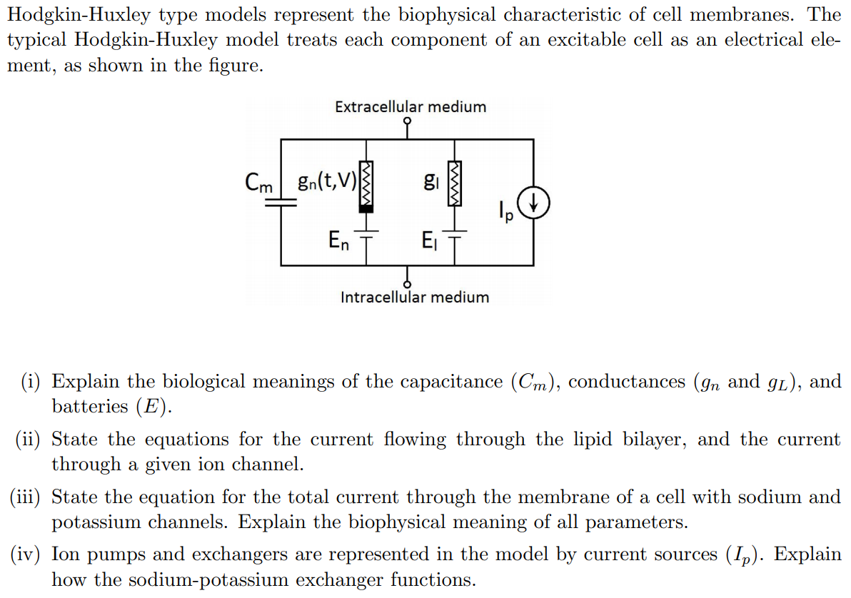 Solved Hodgkin-Huxley type models represent the biophysical | Chegg.com