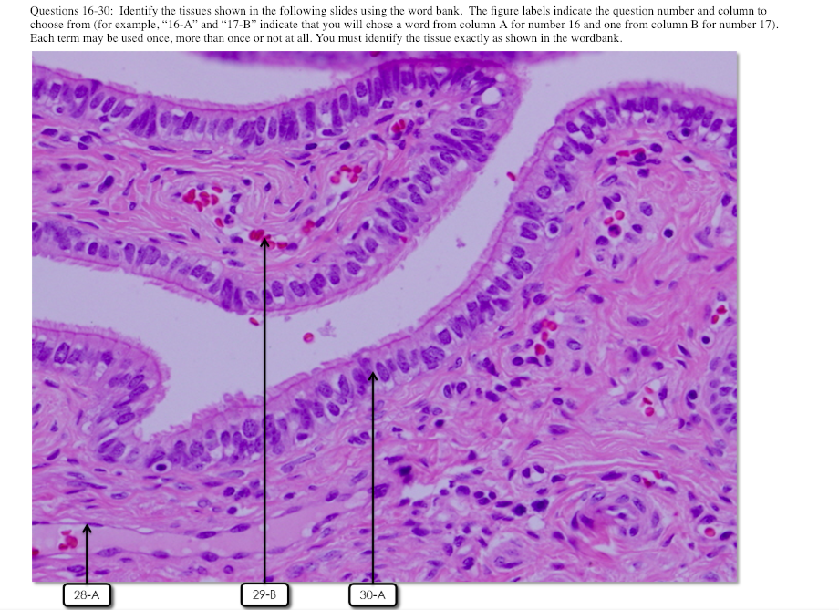 Solved Questions 16-30: Identify the tissues shown in the | Chegg.com
