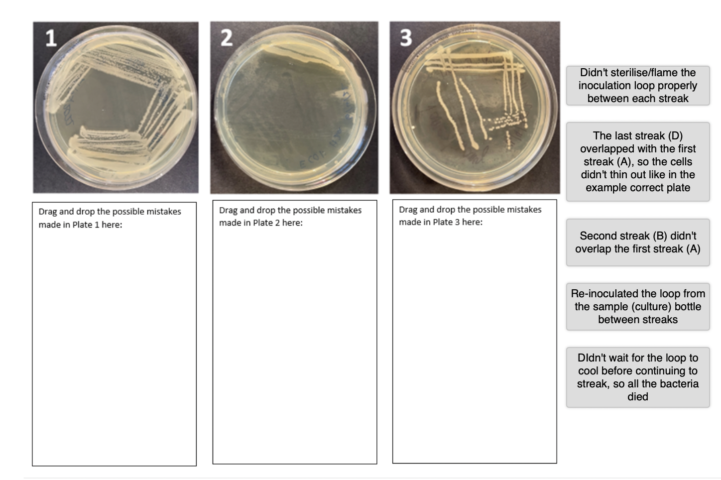 Solved Compare the incorrectly streaked plates 1, 2 and 3 to | Chegg.com