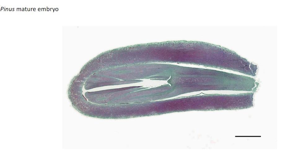 Solved Pinus mature embryo | Chegg.com