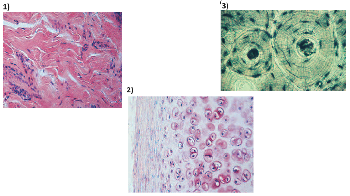 Solved Identify the tissues of the following images. Provide | Chegg.com