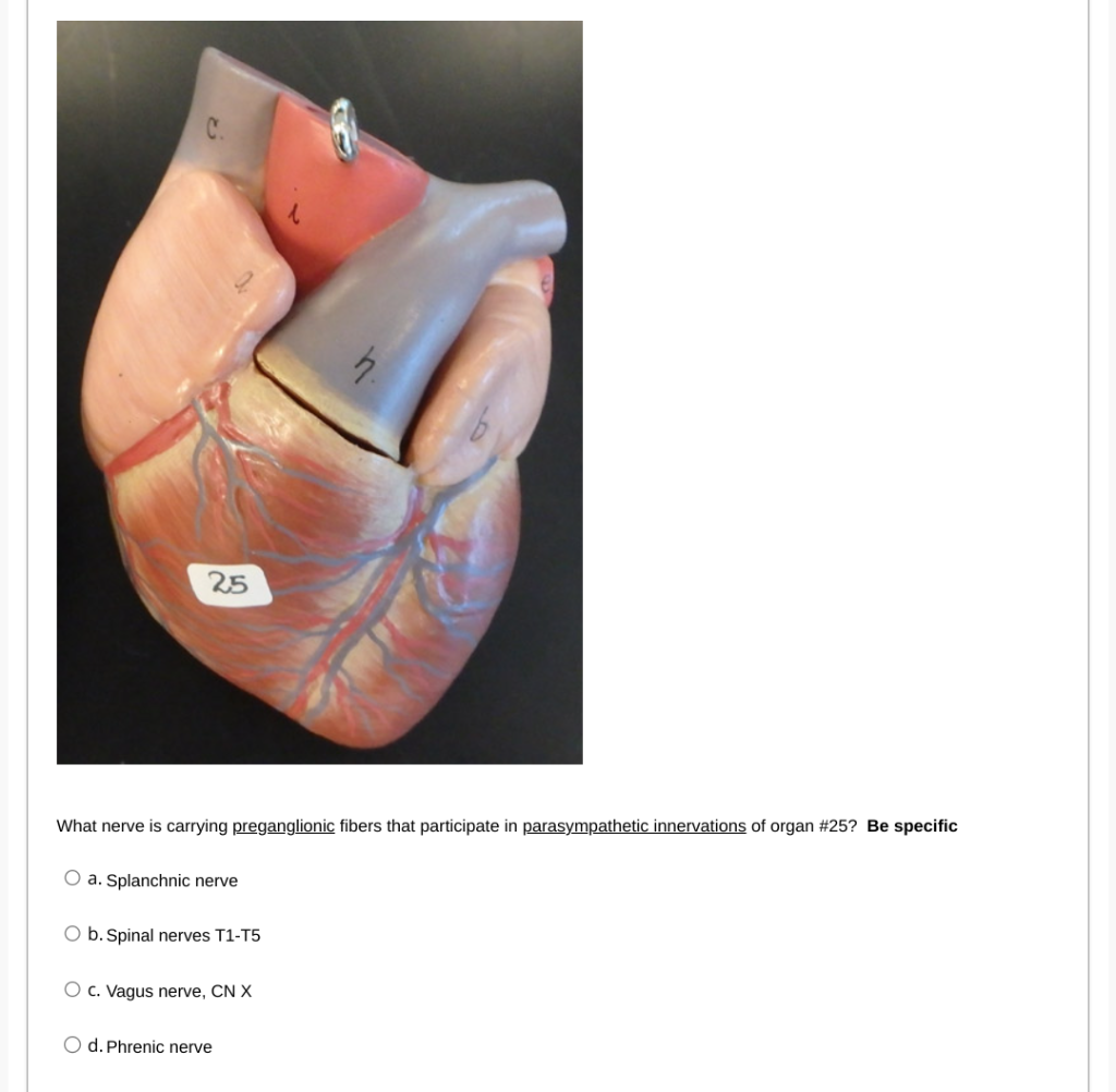 Solved What nerve is carrying preganglionic fibers that | Chegg.com