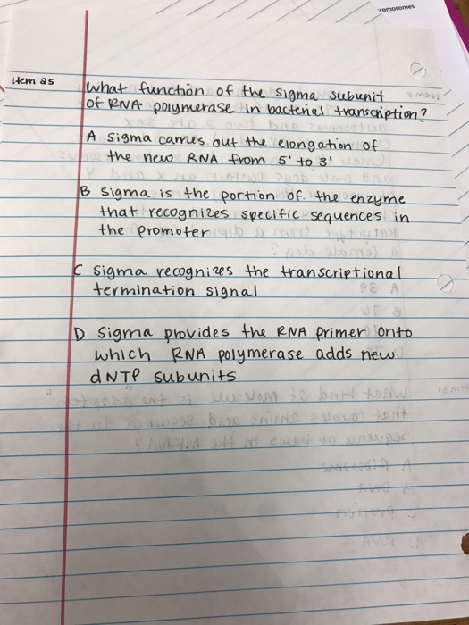 Solved What function of the sigma subunit of RNA polymerase | Chegg.com