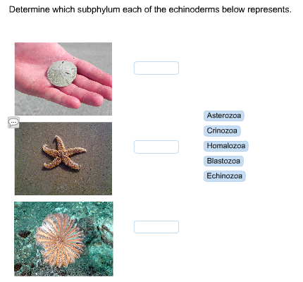 Solved Determine which subphylum each of the echinoderms | Chegg.com
