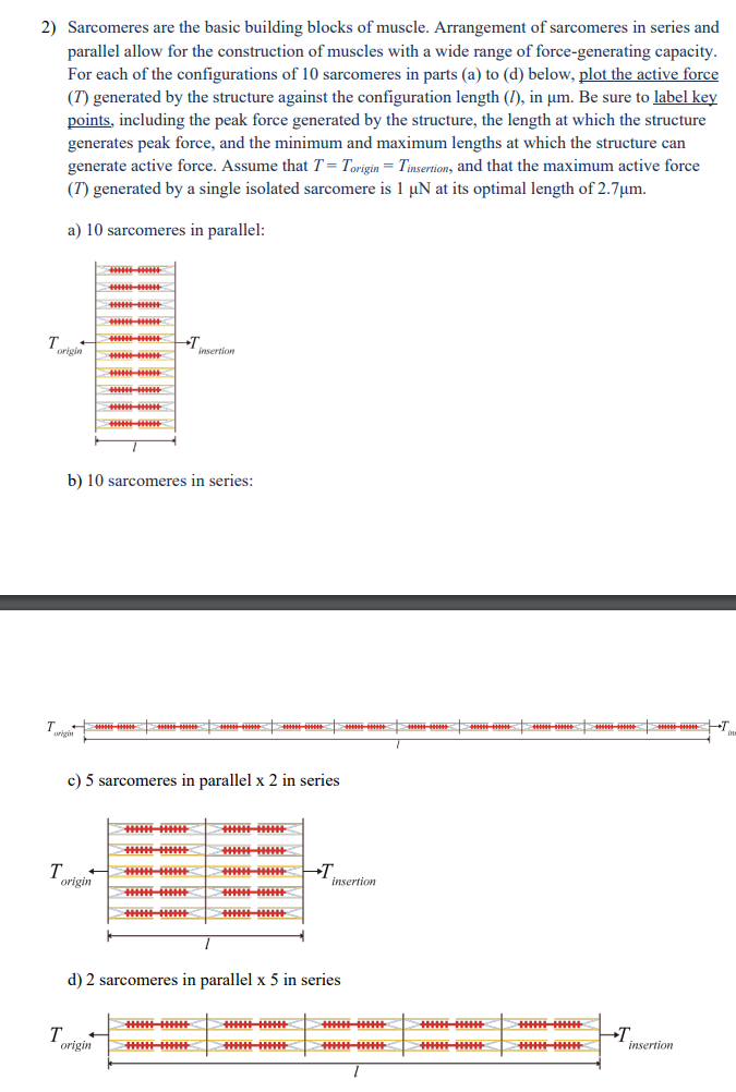 2) Sarcomeres are the basic building blocks of | Chegg.com