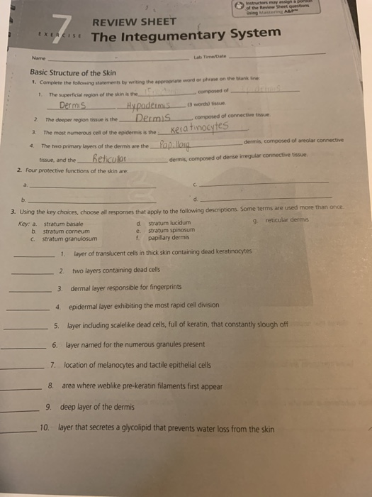 Solved of the Review using M REVIEW SHEET The Integumentary | Chegg.com