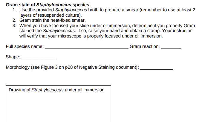 Solved Gram stain of Staphylococcus species 1. Use the | Chegg.com