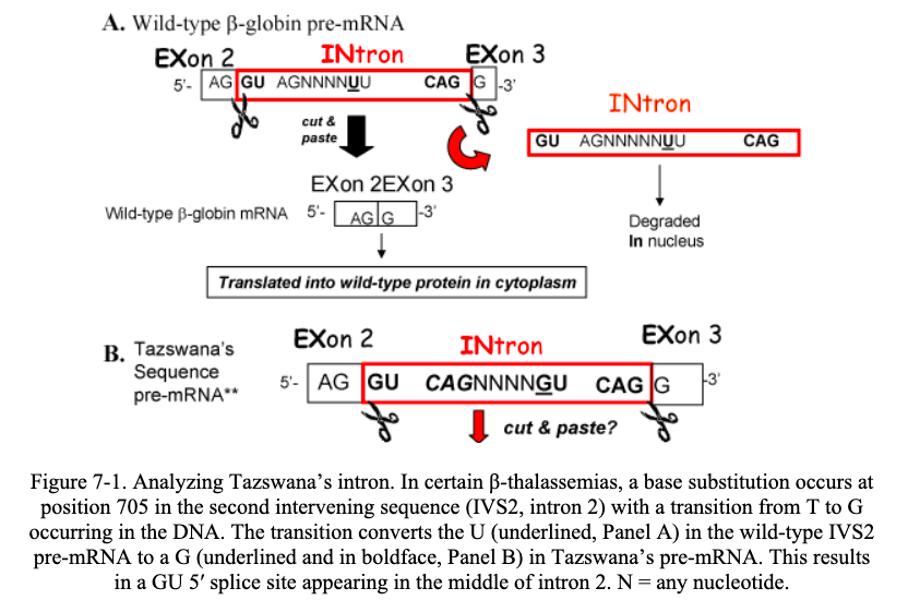 Solved Tazswana's RNA Test 1 2 3 4 Largest RNA Molecules | Chegg.com