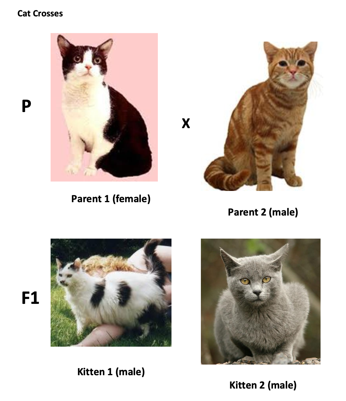 Solved Step 1: Analyze traits of the cats and provide | Chegg.com