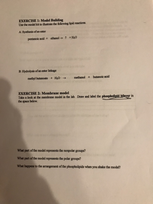 Solved EXERCISE 1: Model Building Use the model kit to | Chegg.com