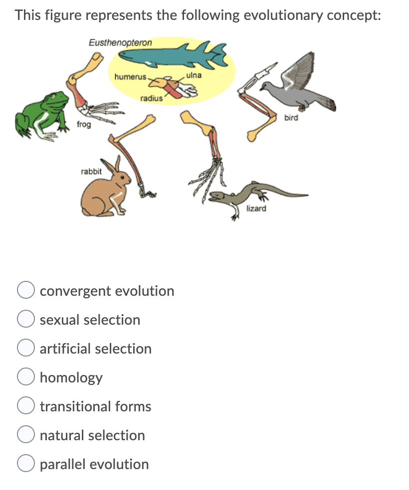 Solved This figure represents the following evolutionary | Chegg.com
