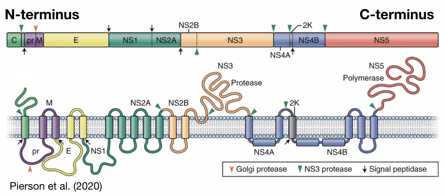 Solved Viral polyproteins are multiple proteins encoded by a | Chegg.com