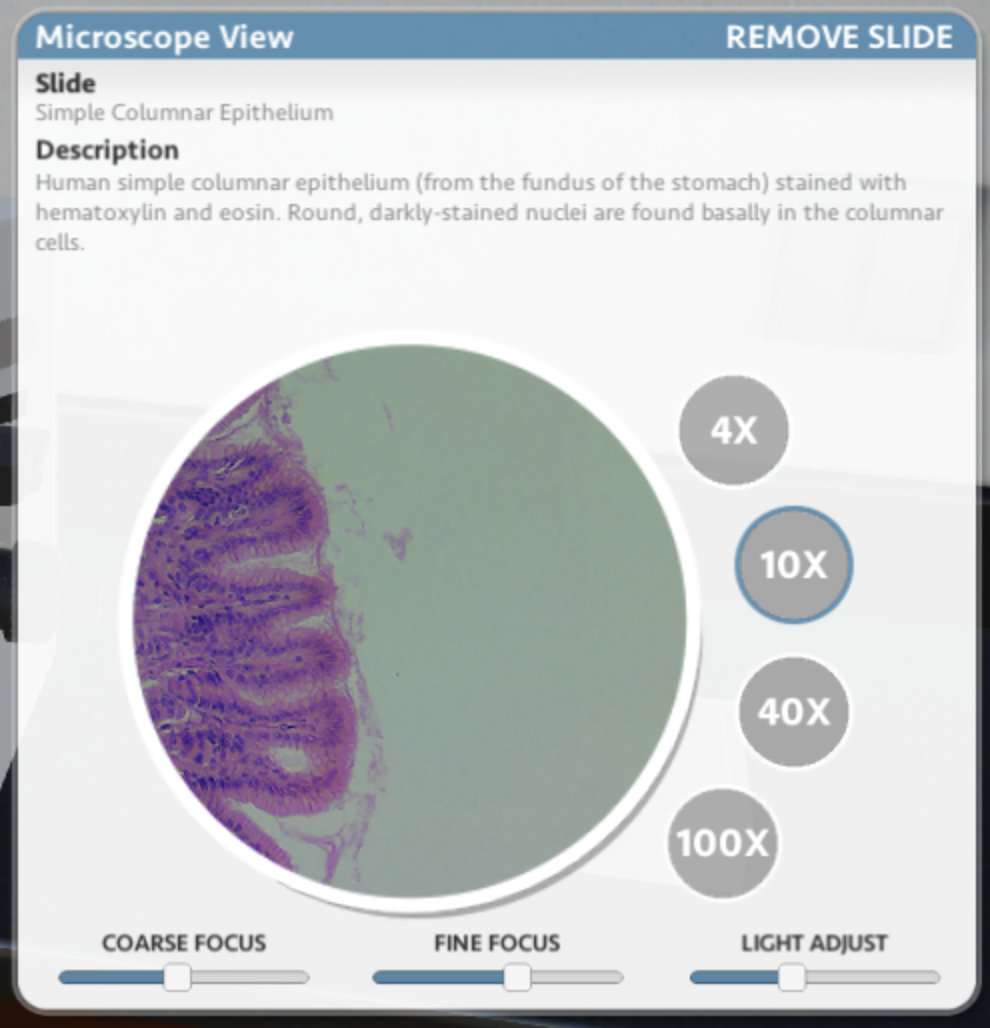 Solved Human Slides: Simple Columnar Epithelium; 10x and | Chegg.com