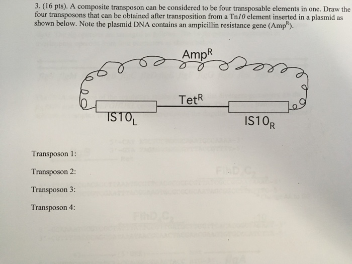 Solved 3. (16 pts). A composite transposon can be considered | Chegg.com