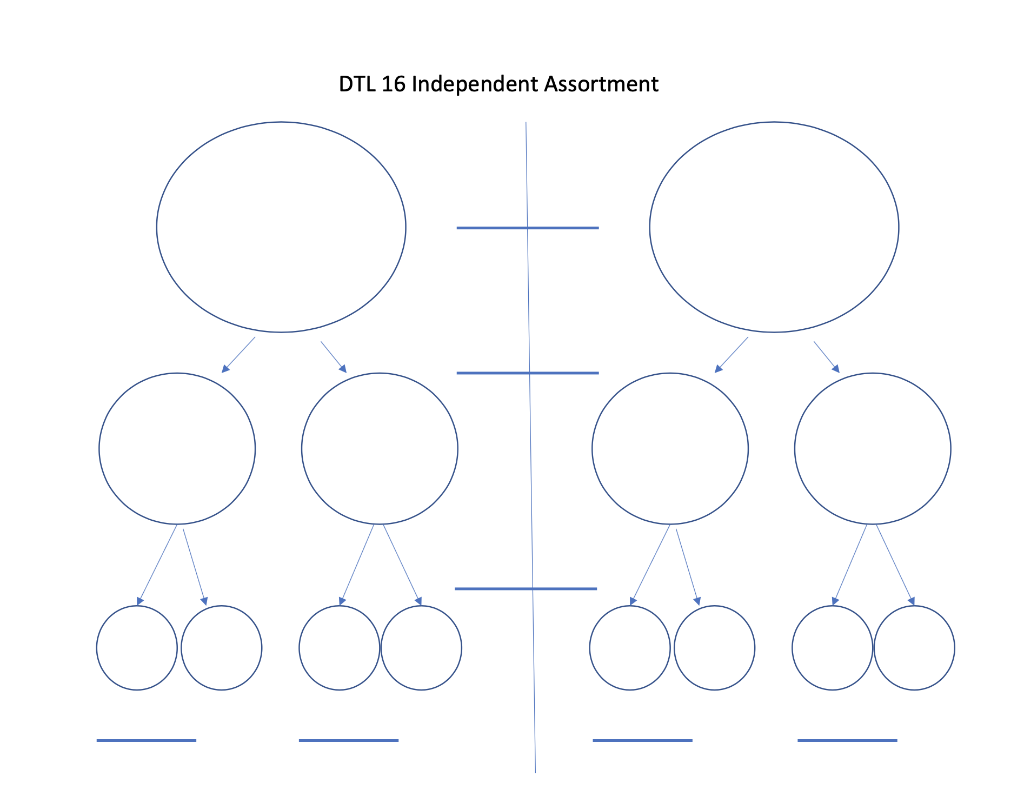 Use the template that is linked HERE ↓ for DTL 16 . | Chegg.com
