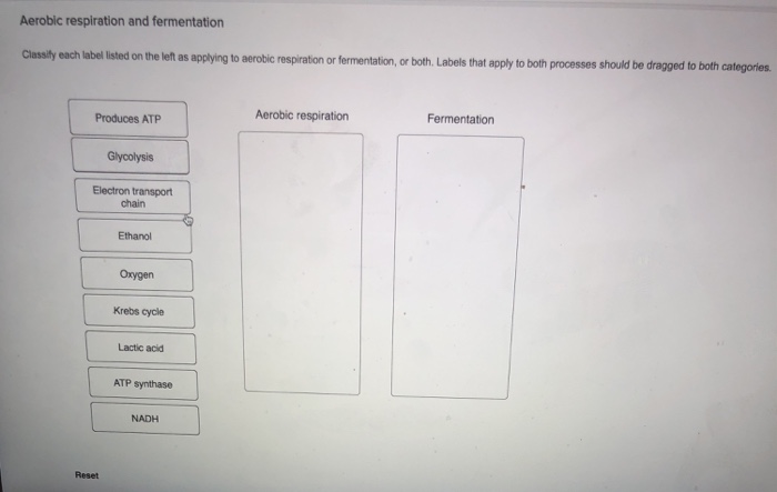 Solved Aerobic respiration and fermentation isted on the | Chegg.com