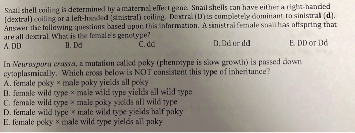 Solved Snail shell coiling is determined by a maternal | Chegg.com