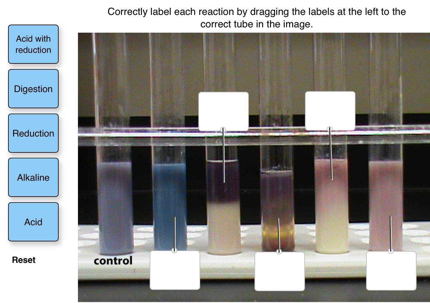 Solved Correctly label each reaction by dragging the labels | Chegg.com