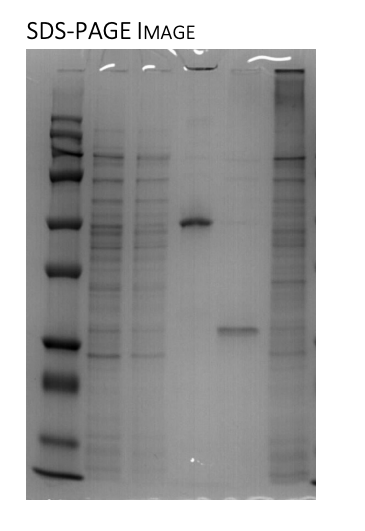 PART 1: CREATE A FIGURE SHOWING THE SDS-PAGE OUTCOMES | Chegg.com