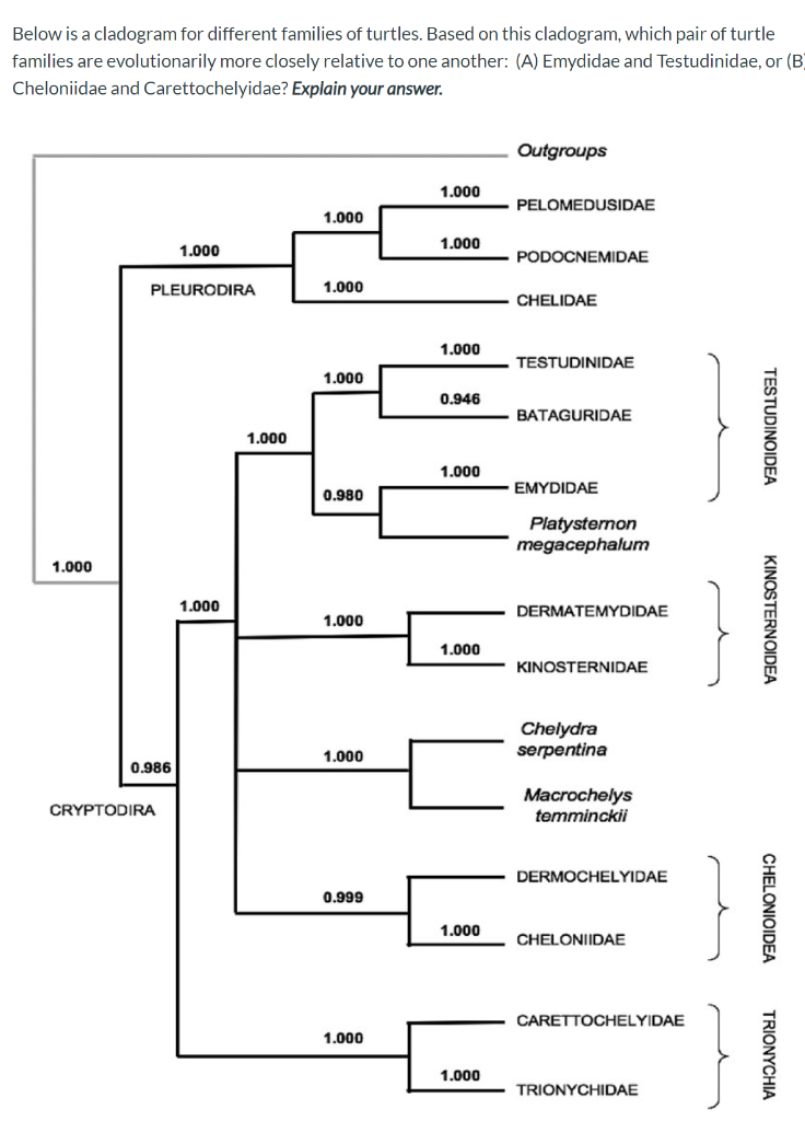 Solved Below is a cladogram for different families of | Chegg.com
