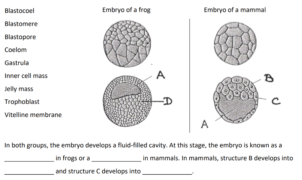 Solved Embryo of a mammal Embryo of a frog Blastocoel | Chegg.com