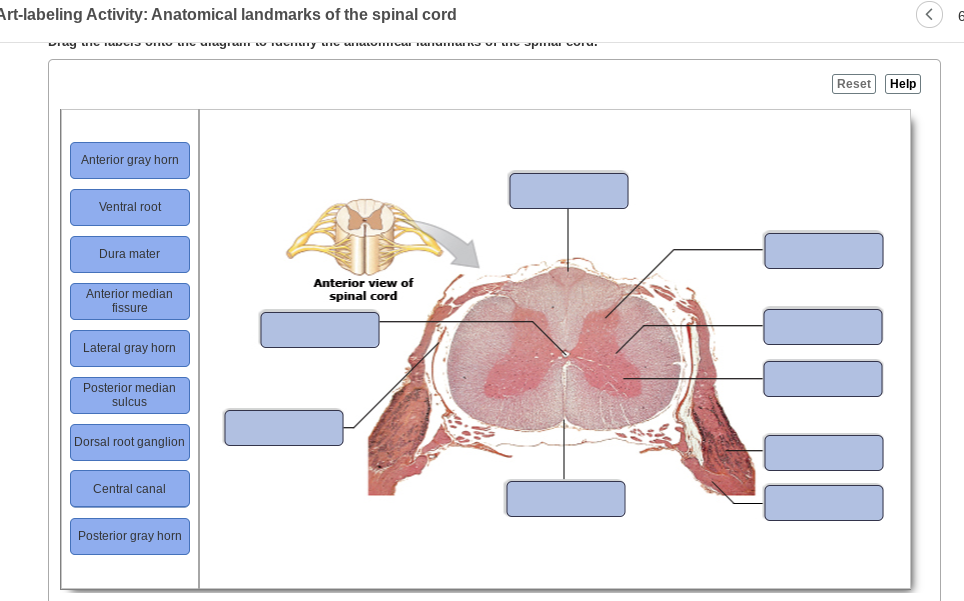 Solved Art-labeling Activity: Anatomical landmarks of the | Chegg.com