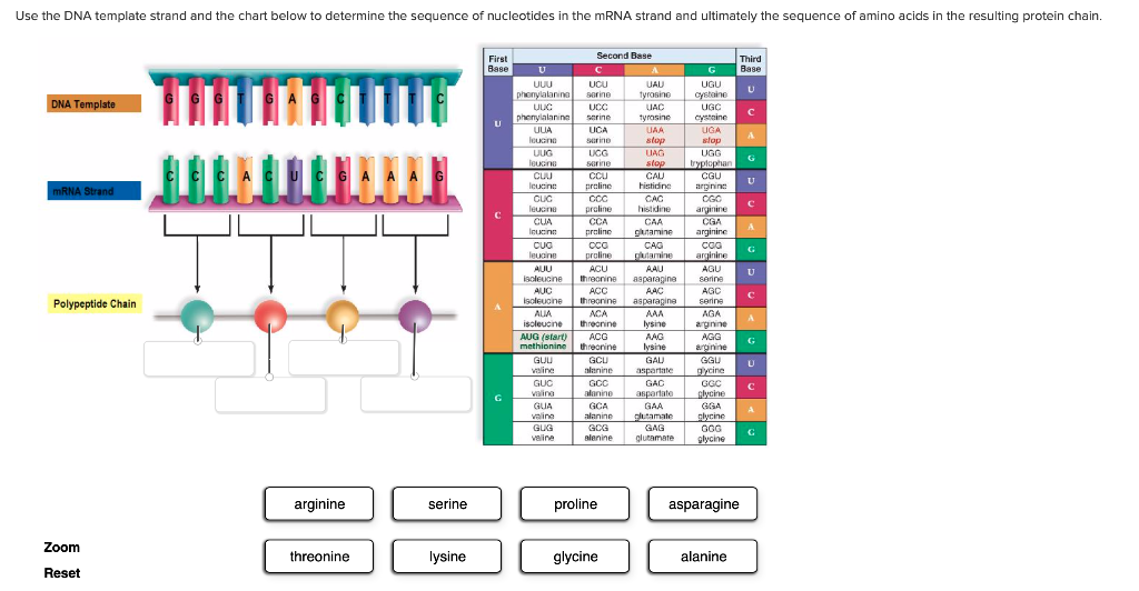 Solved Use The DNA Template Strand And The Chart Below To Chegg