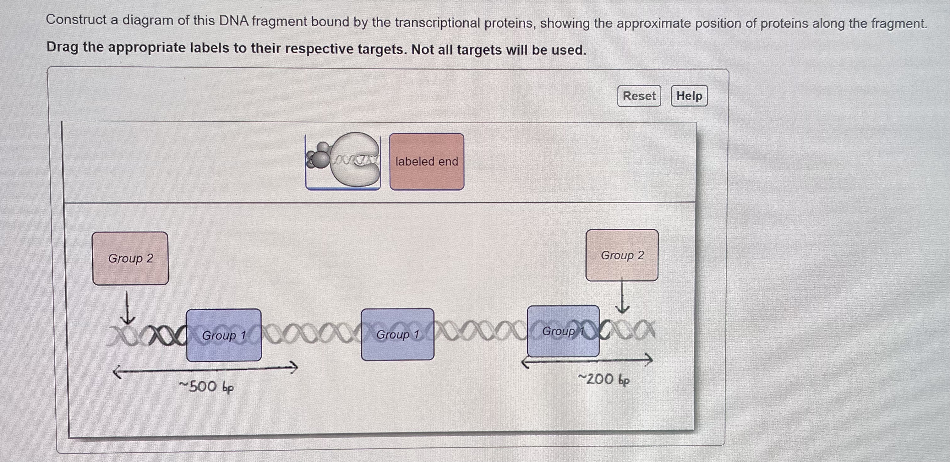 A 1.0-kb DNA fragment from the 5' end of the mouse | Chegg.com A 1.0-kb DNA fragment from the 5' end of the mouse | Chegg.com
