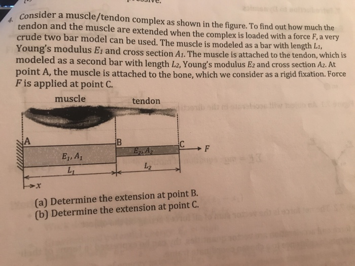 Solved Consider a muscle/tendon complex as shown in the | Chegg.com