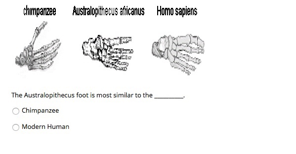 Solved chmparzee Australopthecus aticanus Homo sapiens The | Chegg.com
