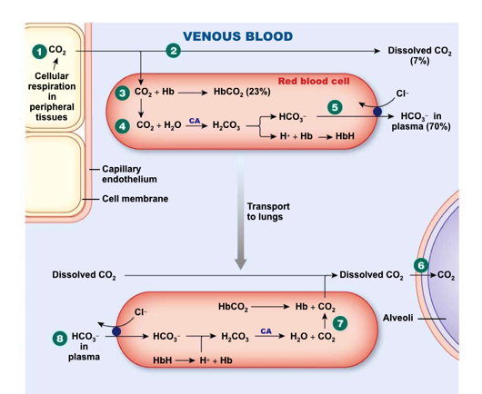 Solved 1. The diagram above shows carbon dioxide transport. | Chegg.com