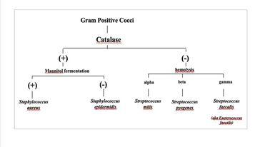 Solved Watch this video online about dichotomous keys or | Chegg.com