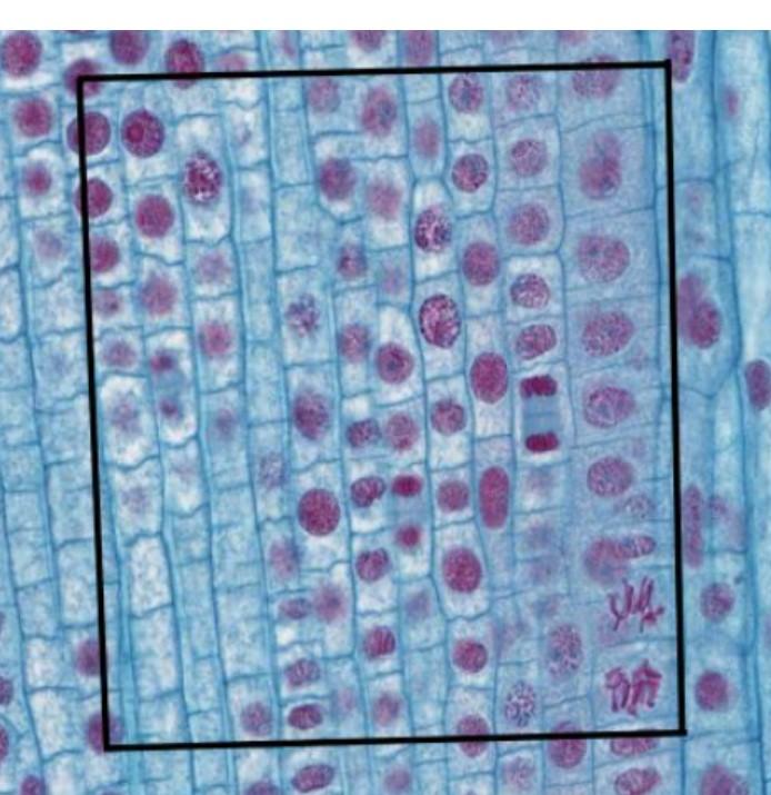 Solved View the first onion root tip slide and label cells | Chegg.com