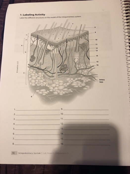 Solved 1. Labeling Activity Label the different structures | Chegg.com