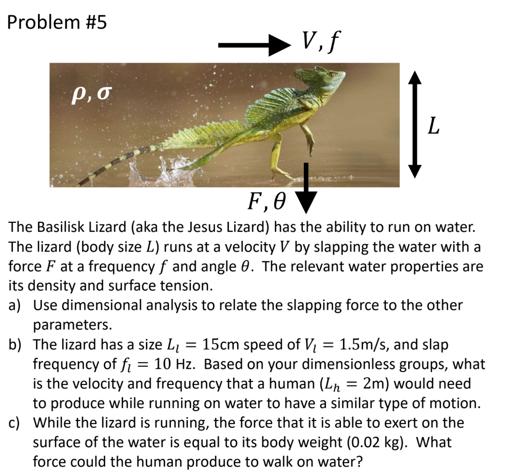 Solved Problem #5 The Basilisk Lizard (aka the Jesus Lizard) | Chegg.com