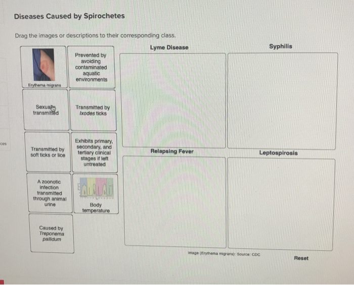 Solved Diseases Caused by Spirochetes Drag the images or | Chegg.com