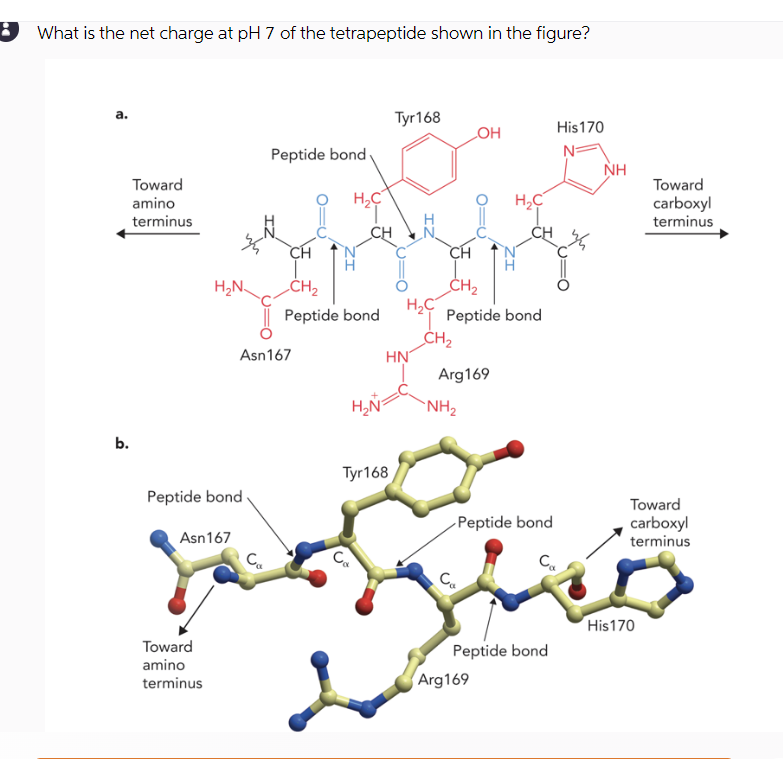 Solved What is the net charge at pH7 ﻿of the tetrapeptide | Chegg.com