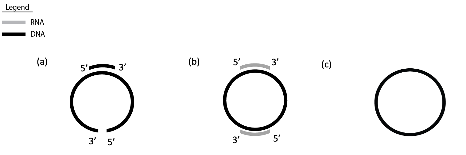 Solved Here are some given DNA diagrams. Note: DNA is | Chegg.com