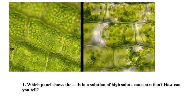 Solved 4. This microscope image of a Begonia leaf is stained | Chegg.com