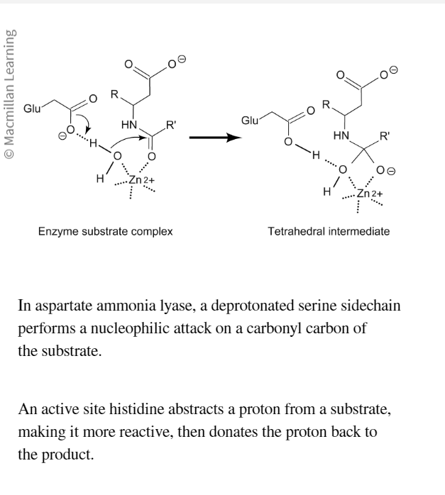 Solved Enzyme substrate complexTetrahedral intermediateIn | Chegg.com