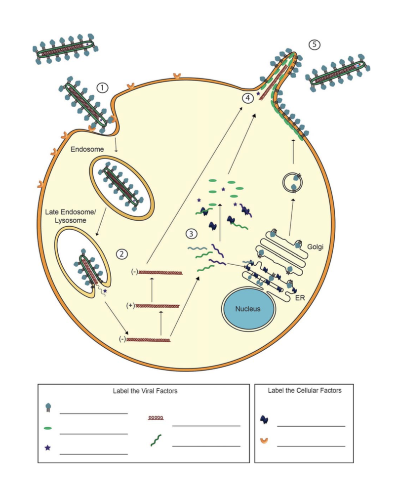 Solved Label the key viral and cellular factors in the | Chegg.com