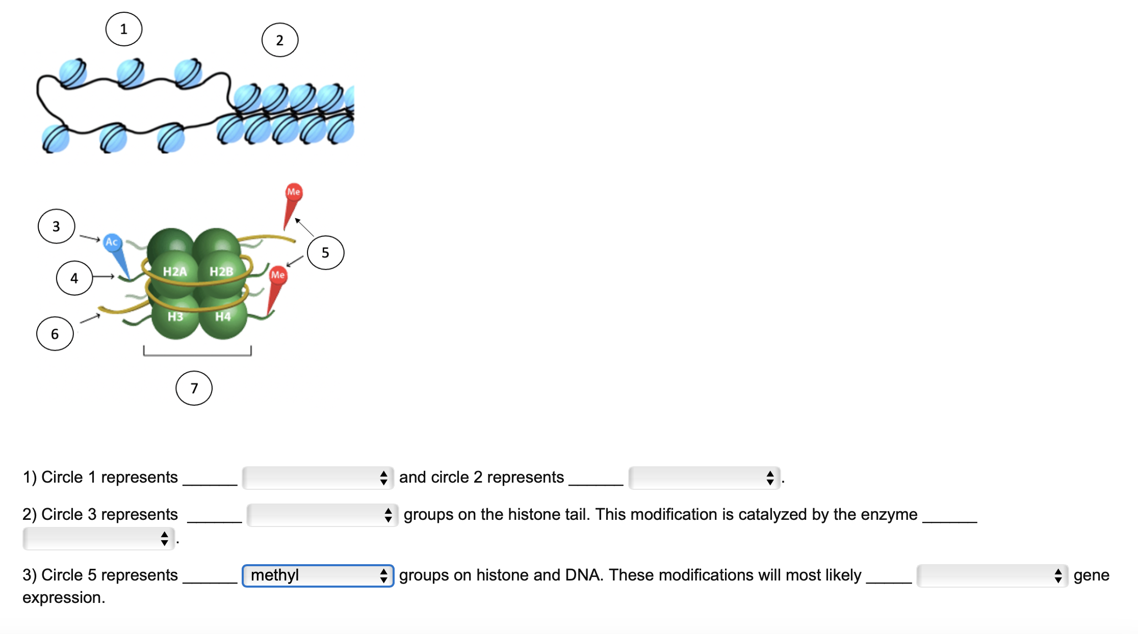 Solved 1) Circle 1 represents 2) Circle 3 represents 3) | Chegg.com