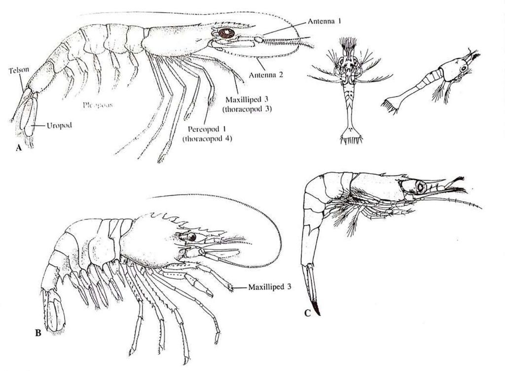 Solved Compare the overall body plan of a prawn to that of | Chegg.com